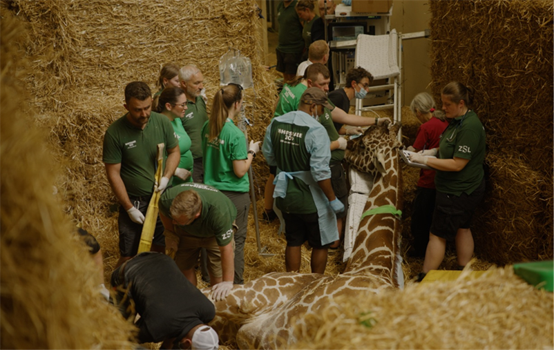Specialist Vets Travel More than 4,000 Miles to Treat Giraffe at ...