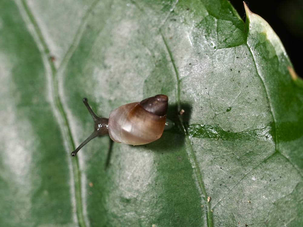 7,000 Endangered Partula Snails Reintroduced in Polynesia