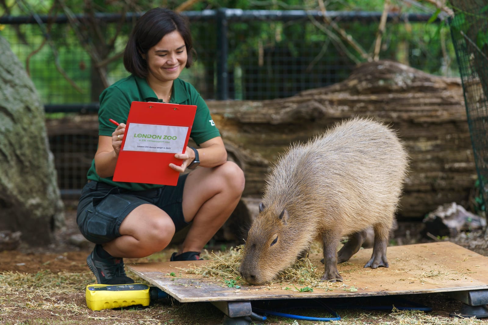 ondon Zoo's Weigh-In Features Capybaras, Penguins &Tortoises