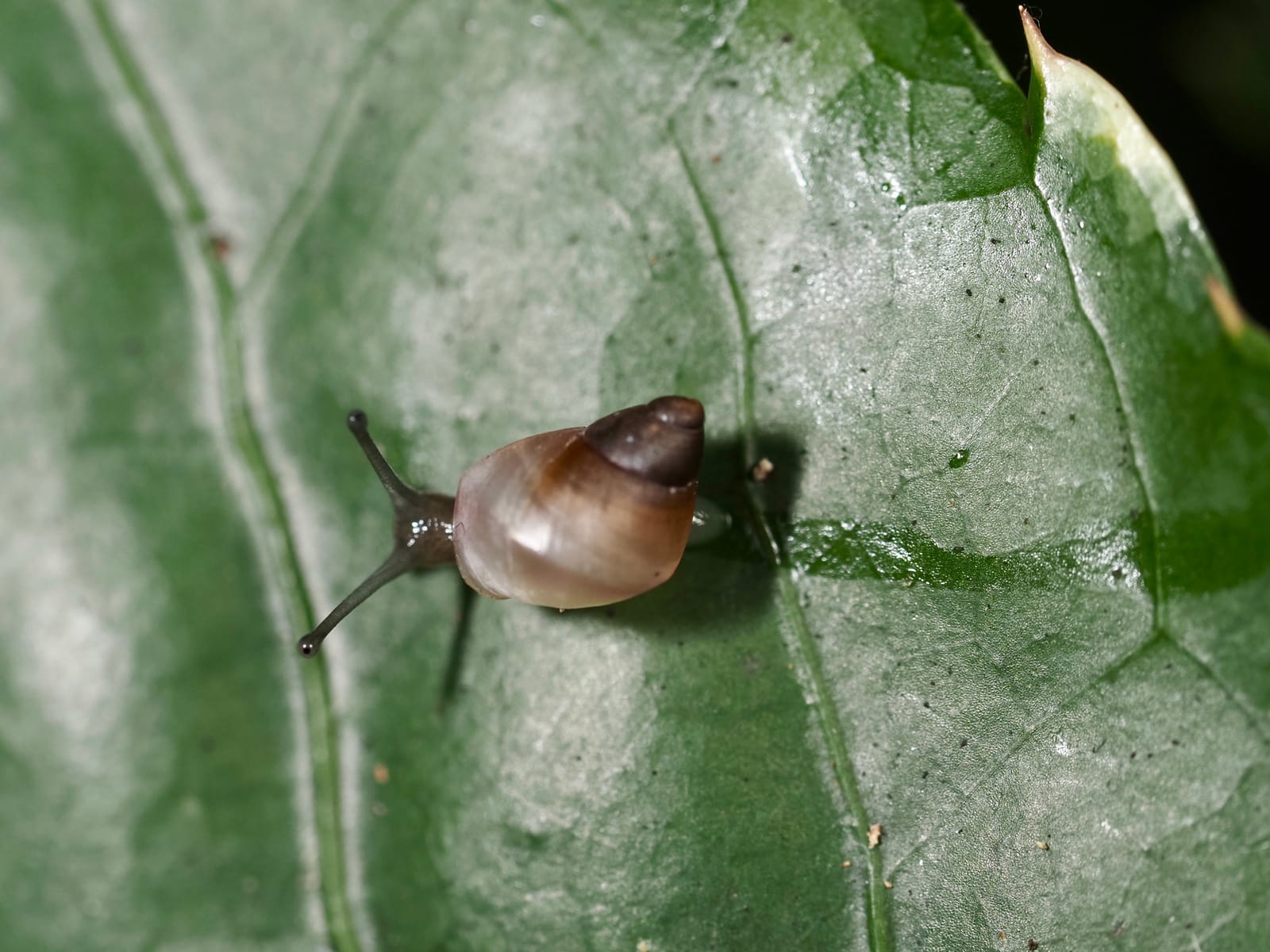 7,000 Endangered Partula Snails Reintroduced in Polynesia