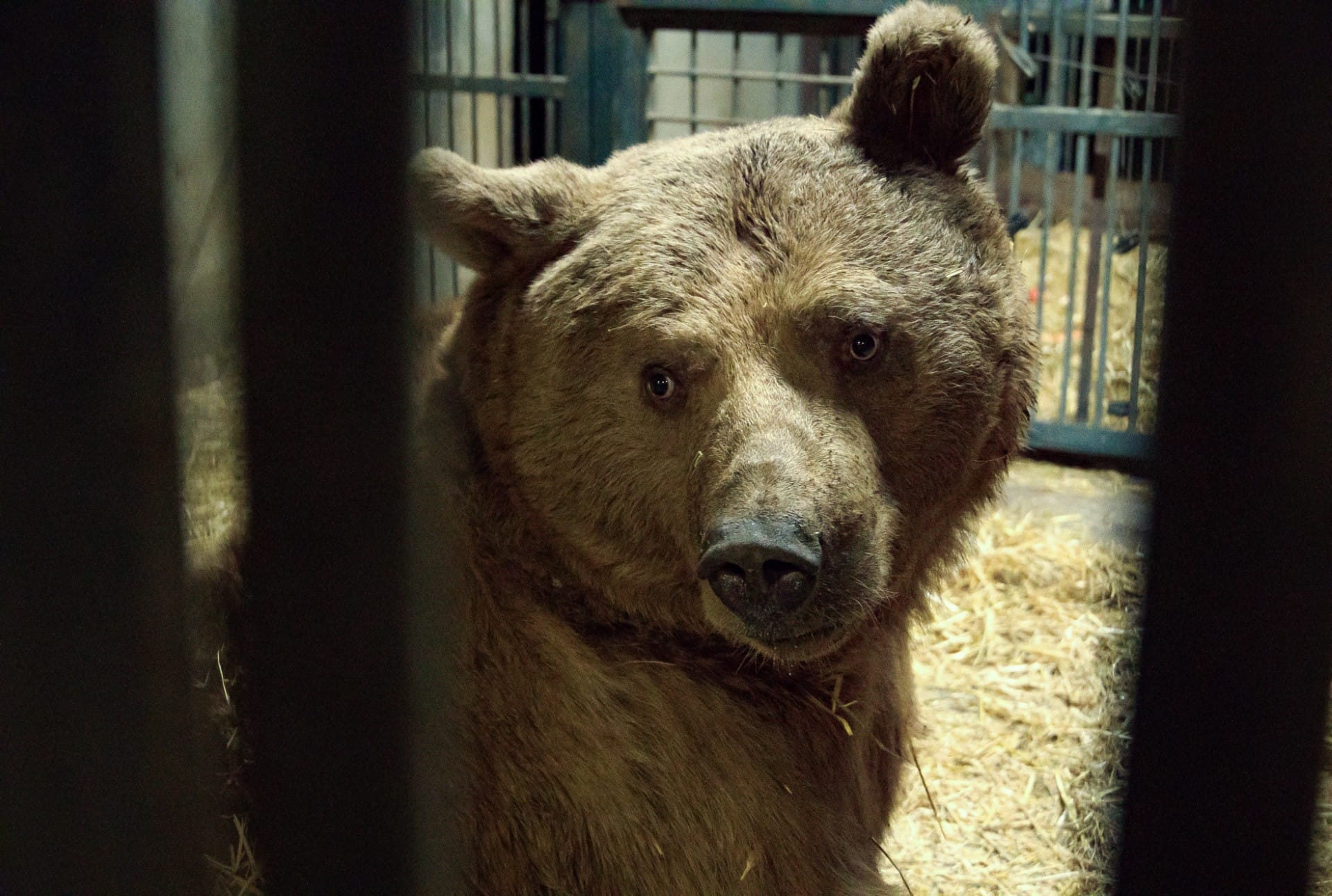 Great Bear Rescue – Bear Family Saved from Backyard Captivity in Armenia