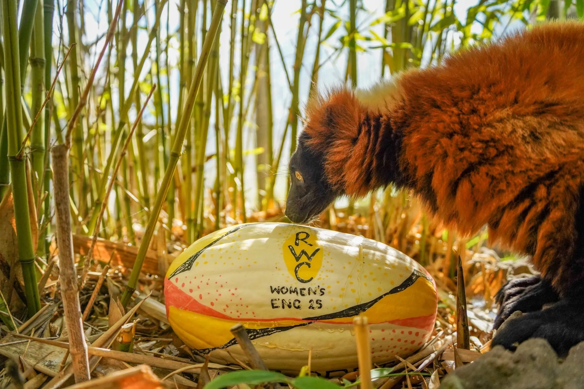 Animals - Good News Post - inspiring stories, hope, positivity, well ...