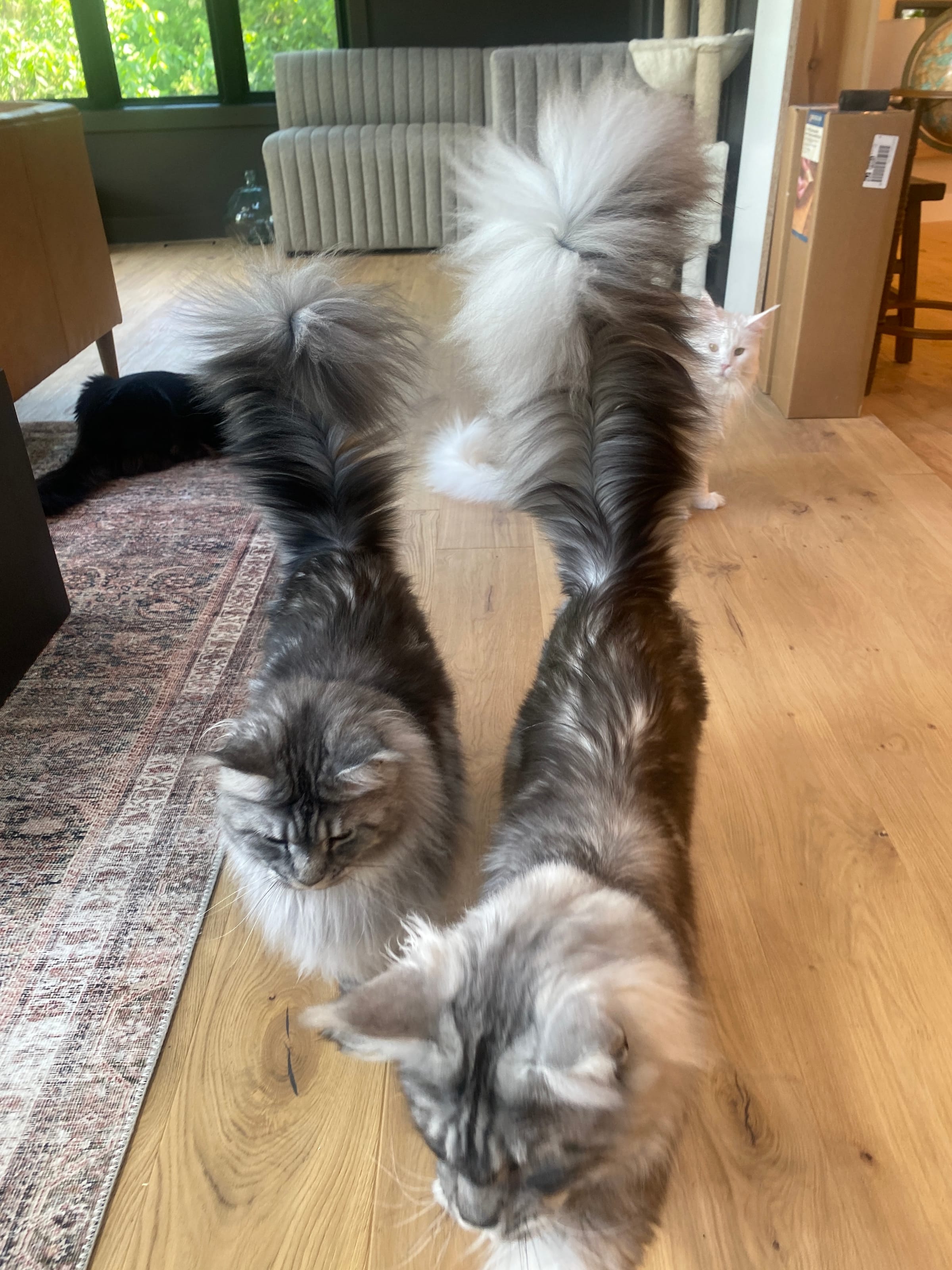 Meet the Cat with the Longest Tail!