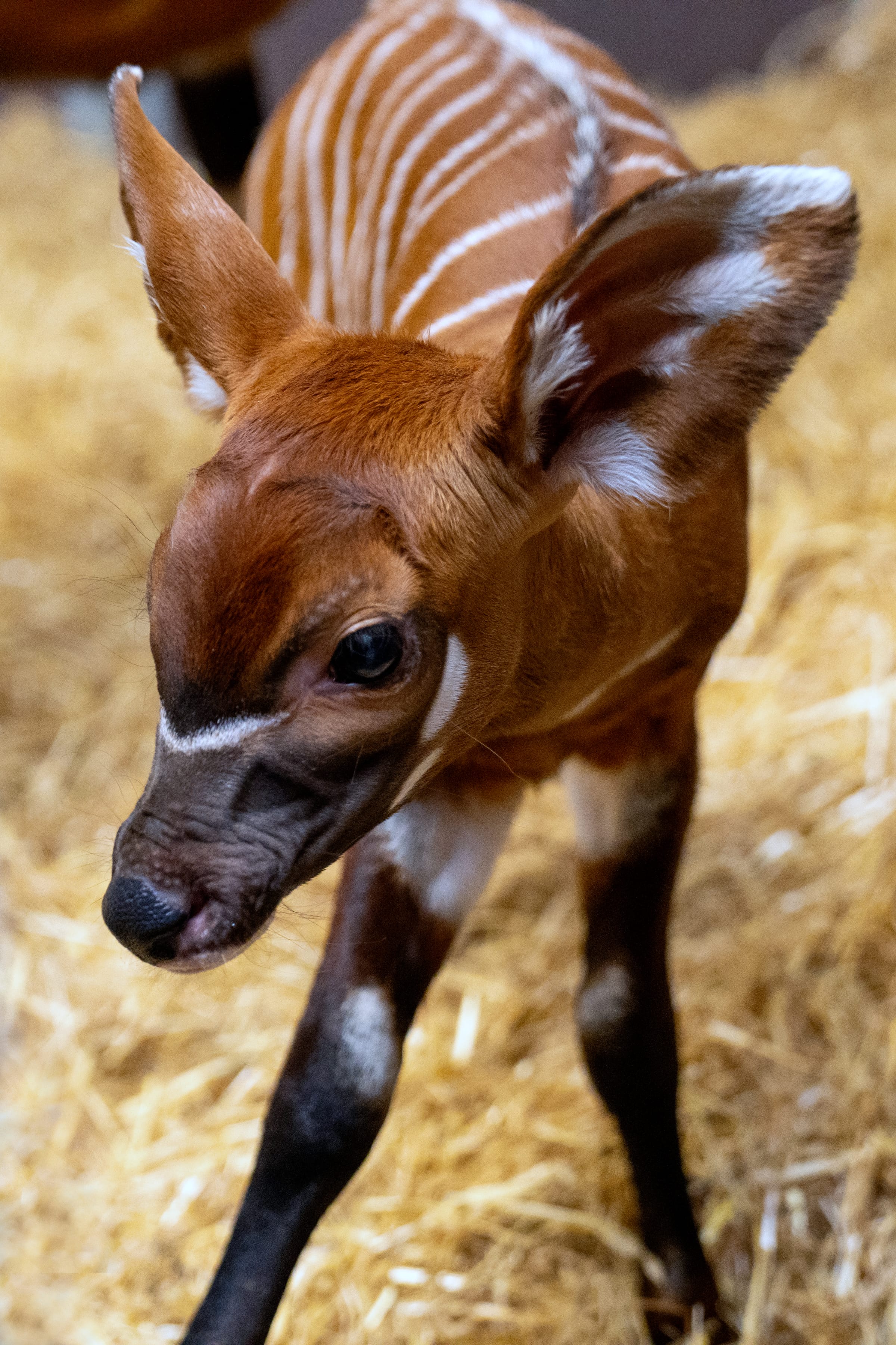 Rare Female Mountain Bongo Calf Born at Woburn Park