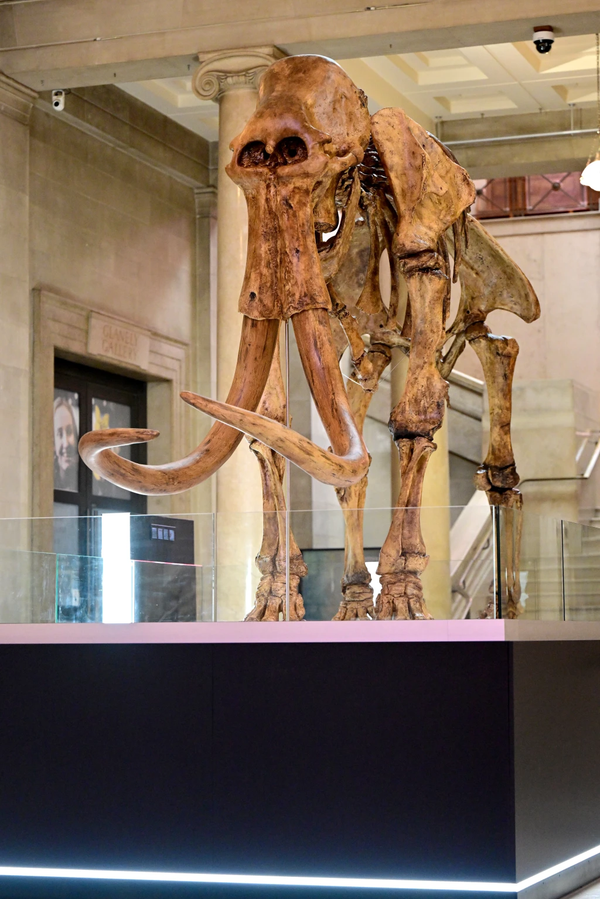Tom Bones the Mammoth Named at National Museum Cardiff