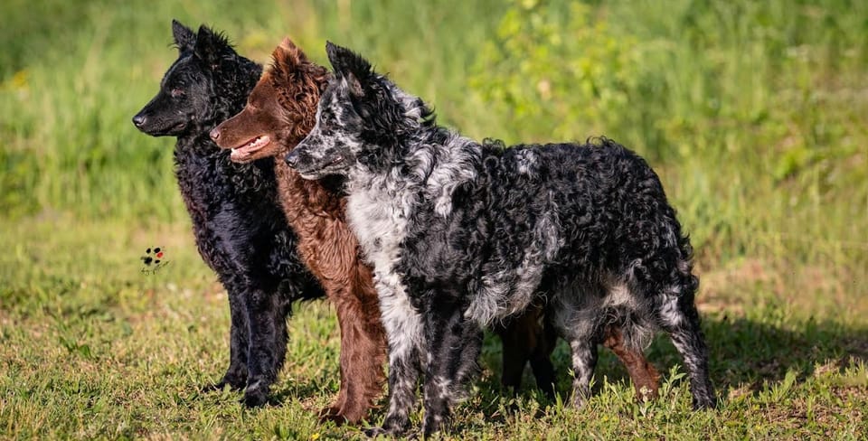 Meet Britain's Newest Dog Breed: The Hungarian Mudi