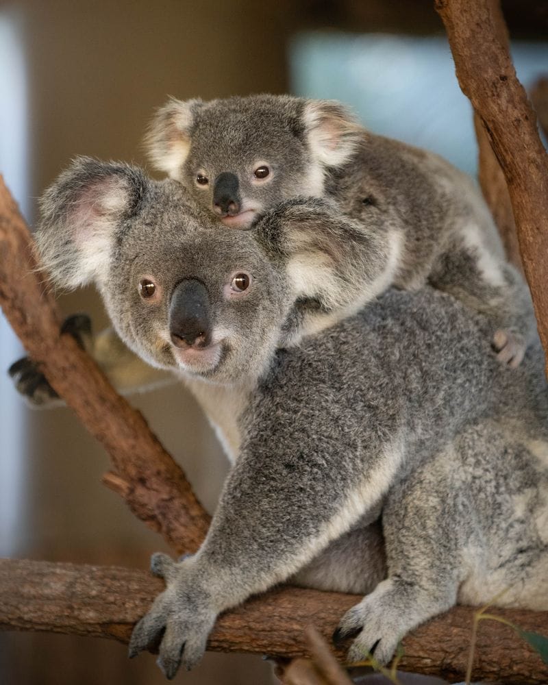 Adorable Koala Joeys Begin Emerging from Pouches